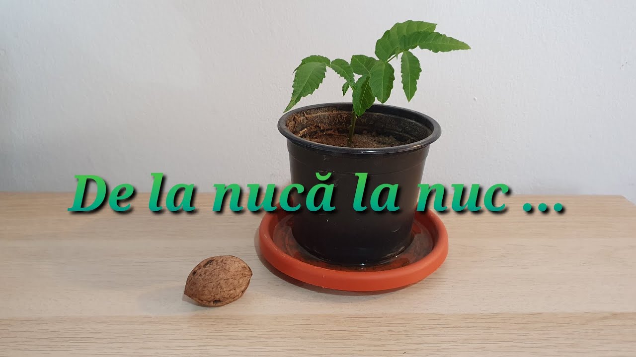 NUCUL ! De la nuca la nuc . SIMPLU - YouTube