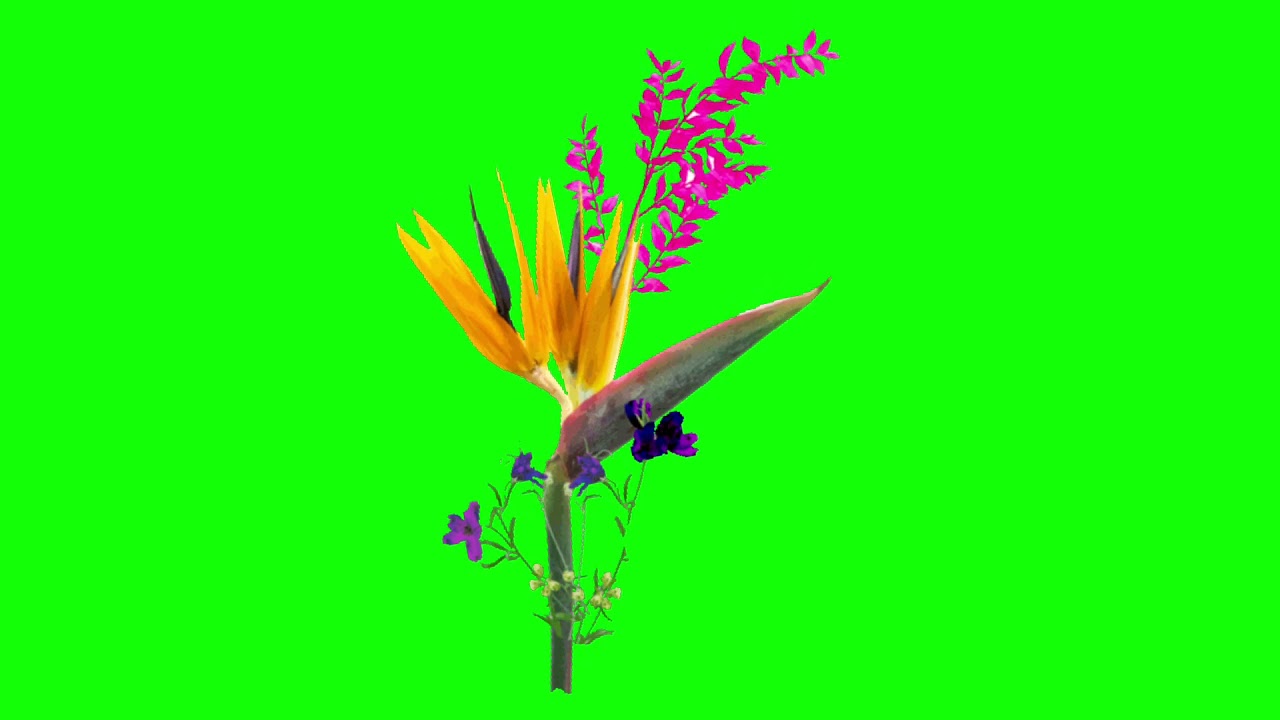 Beautiful Flowers Animate Green Screen Effects - YouTube