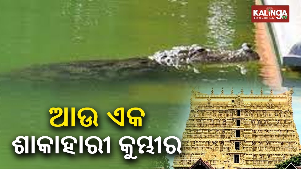 Another vegetarian crocodile appears at Kerala Temple year after death ...