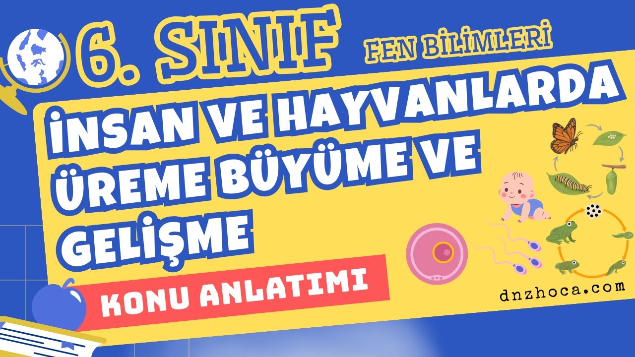 6. Sınıf | Fen İnsan ve Hayvanlarda Üreme, Büyüme ve Gelişme - YouTube