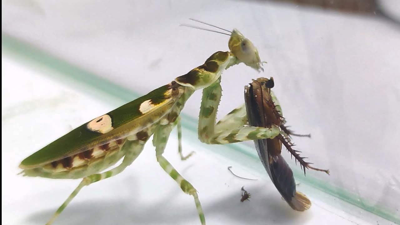 Mantis flowers thorns prey, Bọ Ngựa hoa gai san mồi - YouTube