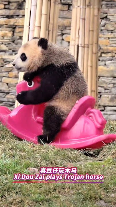 Xi Dou Zai plays Trojan horse喜豆仔玩木马 #pandalife #chinesepanda - YouTube