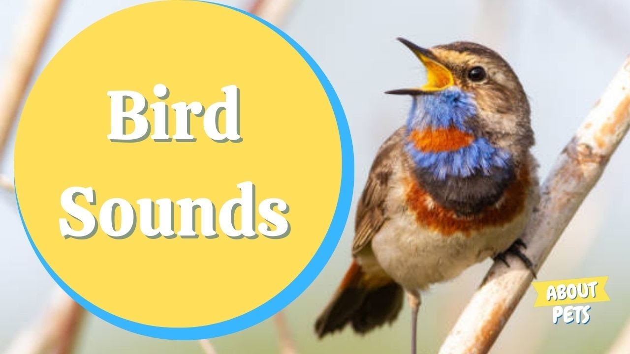 Bird Sounds 🌿 Nature Sounds Birds - YouTube