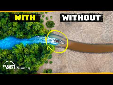 We Found a Way to Save the Amazon Rainforest - Here's how