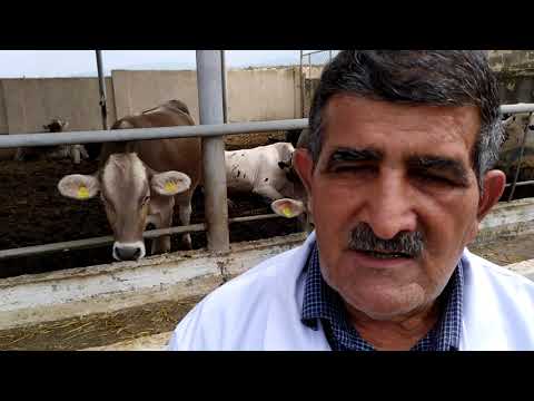 Şvis cinsinin xüsusiyyətləri