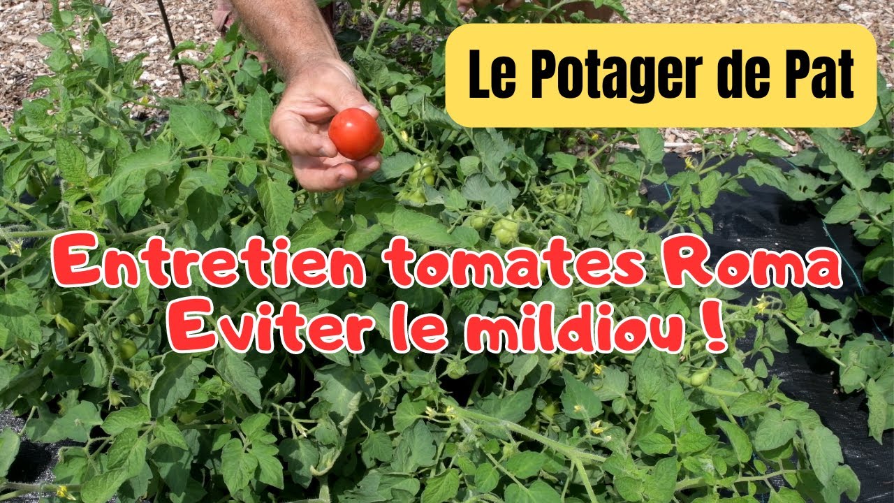 Entretenir ses tomates pour éviter le mildiou - Exemple ici dans cette ...