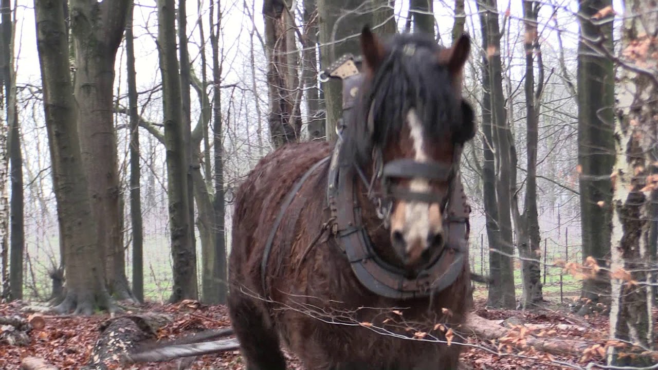 Belgian Draft Horses: a course in the techniques of horse logging (part ...