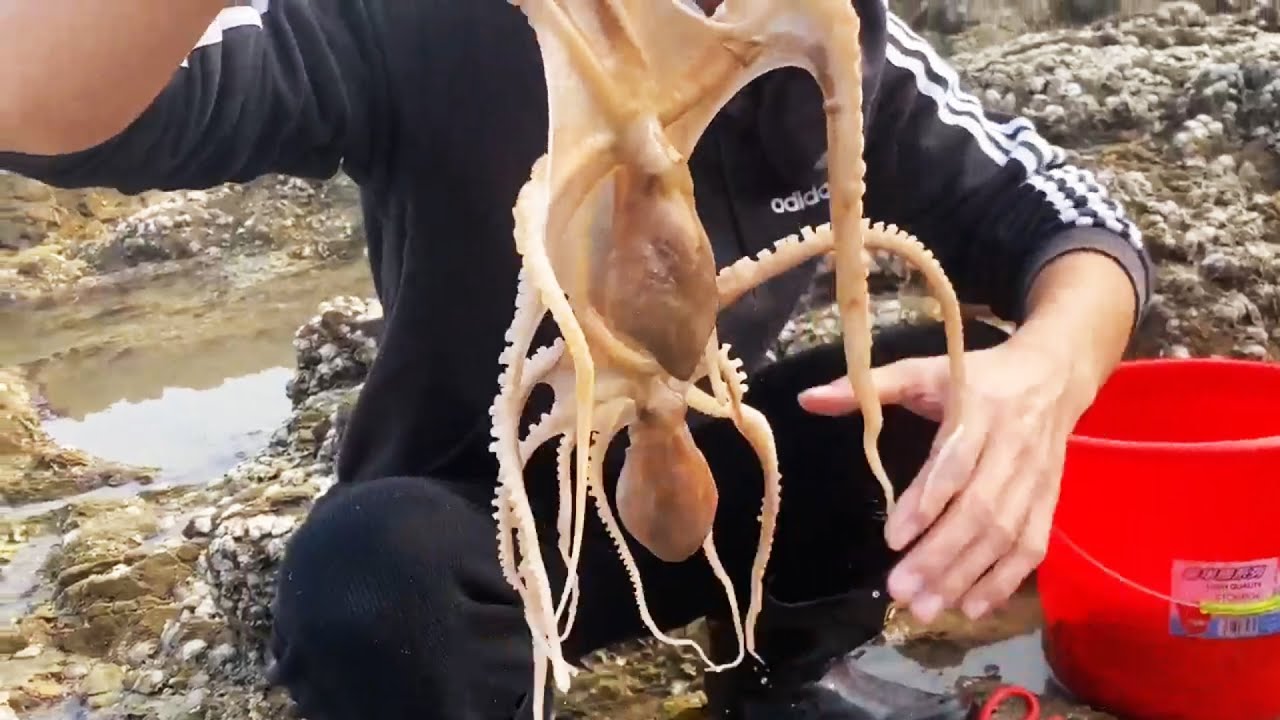 Moving the stones, Pairs of octopus and schools of crabs were spotted - YouTube