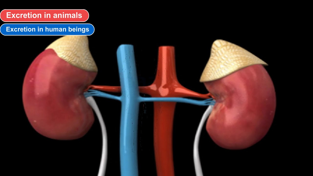 Class 7 Transportation in animals - YouTube