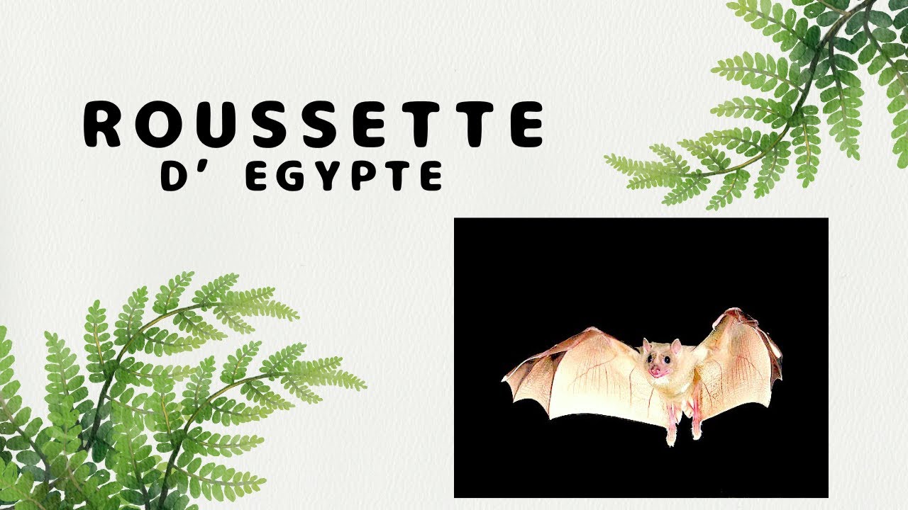 La Roussette d'Egypte / Instant Animal - YouTube