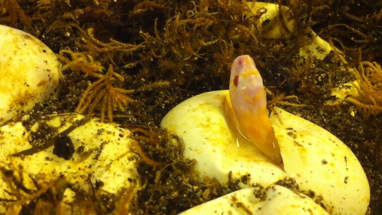 Snake Birth HD (via Pixelpipe) - YouTube