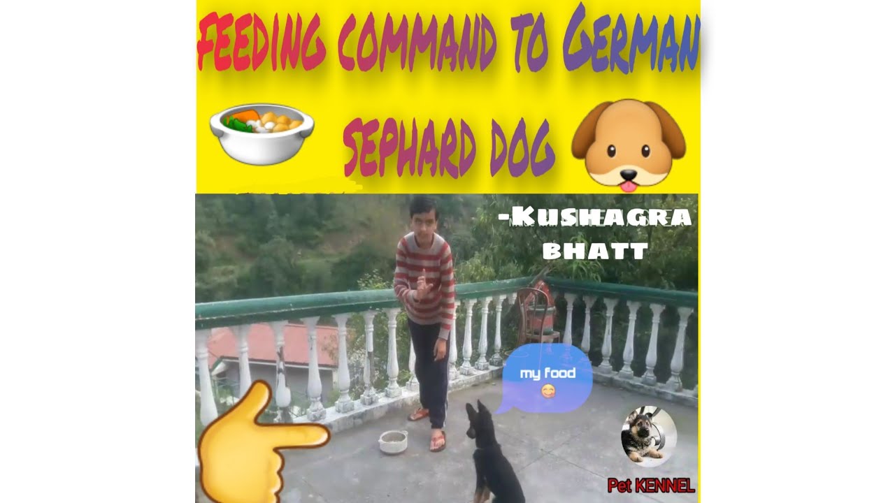 How to give food permission to your dog ?command teaching to Dollar ...