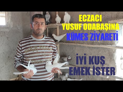 Van Kuşu /Güvercin/Van Kuşları/Pigeons
