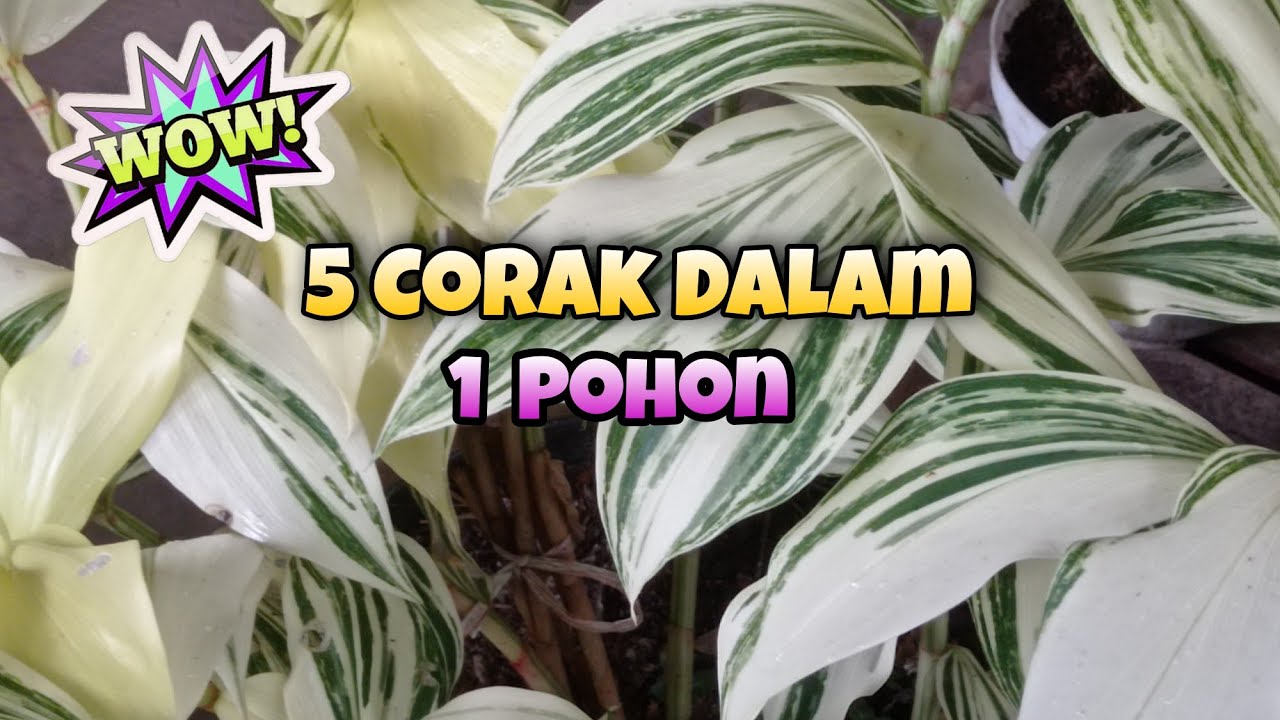 Beautiful!! 5 Corak Daun Pacing Variegata Dalam Satu Pohon - YouTube