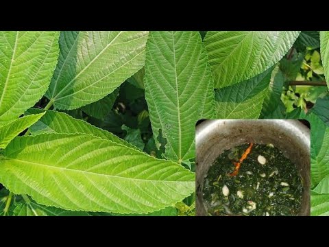 Nali saag/again it's jute leafs days#cooking #viralvideo #vita # ...
