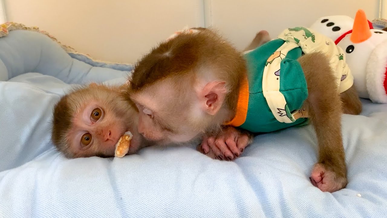 Monkey Puka came to visit PuPu after not seeing him for a long time ...