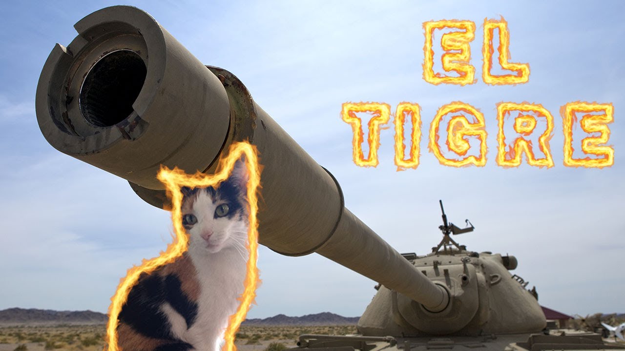 This cat CLAIMS to be an Iraq War hero (Cats for Wisconsin-1) - YouTube