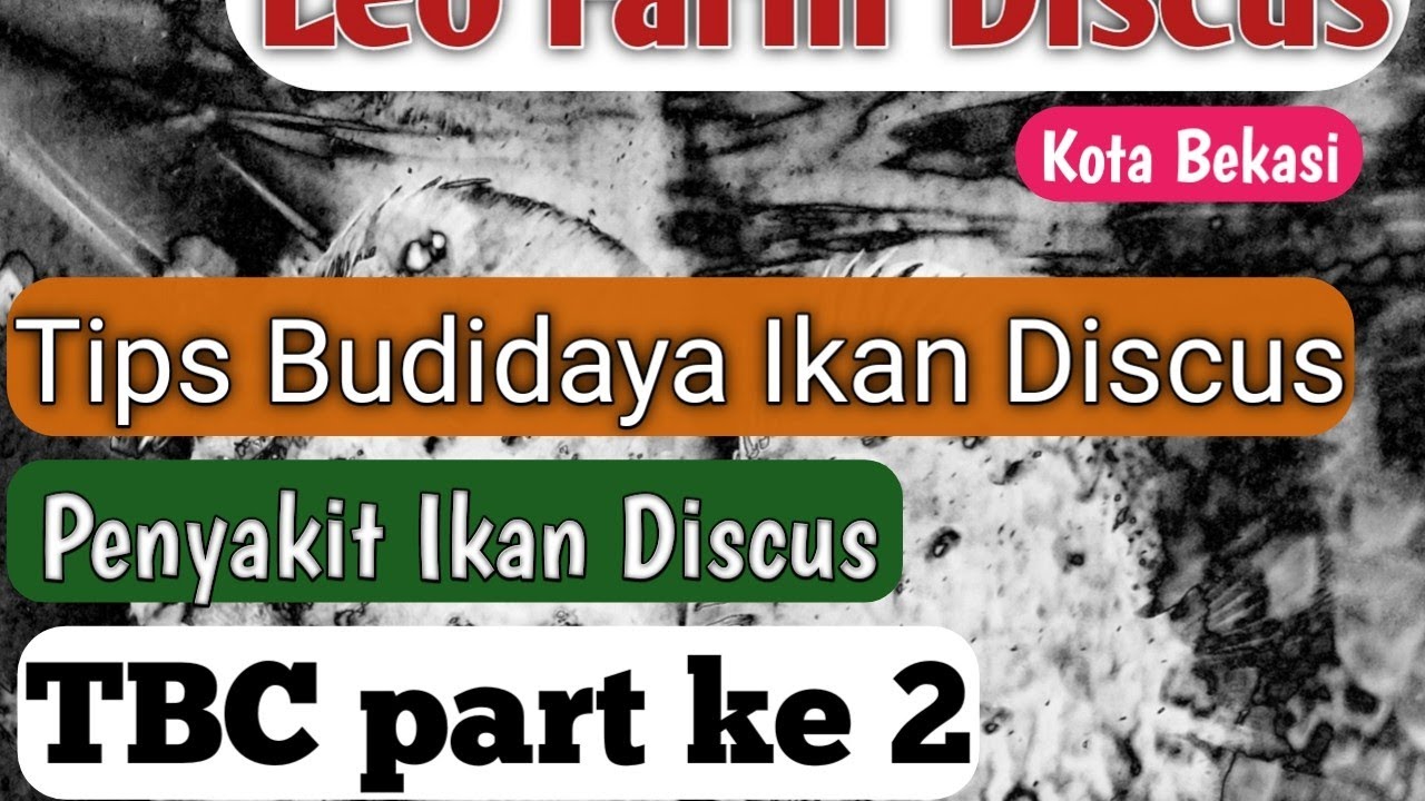 cara budidaya ikan discus | penyakit ikan discus dan pengobatannya ...
