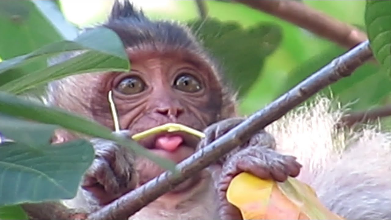 update baby sika sleeping😴with mother on the tree🌳/popular daily - YouTube