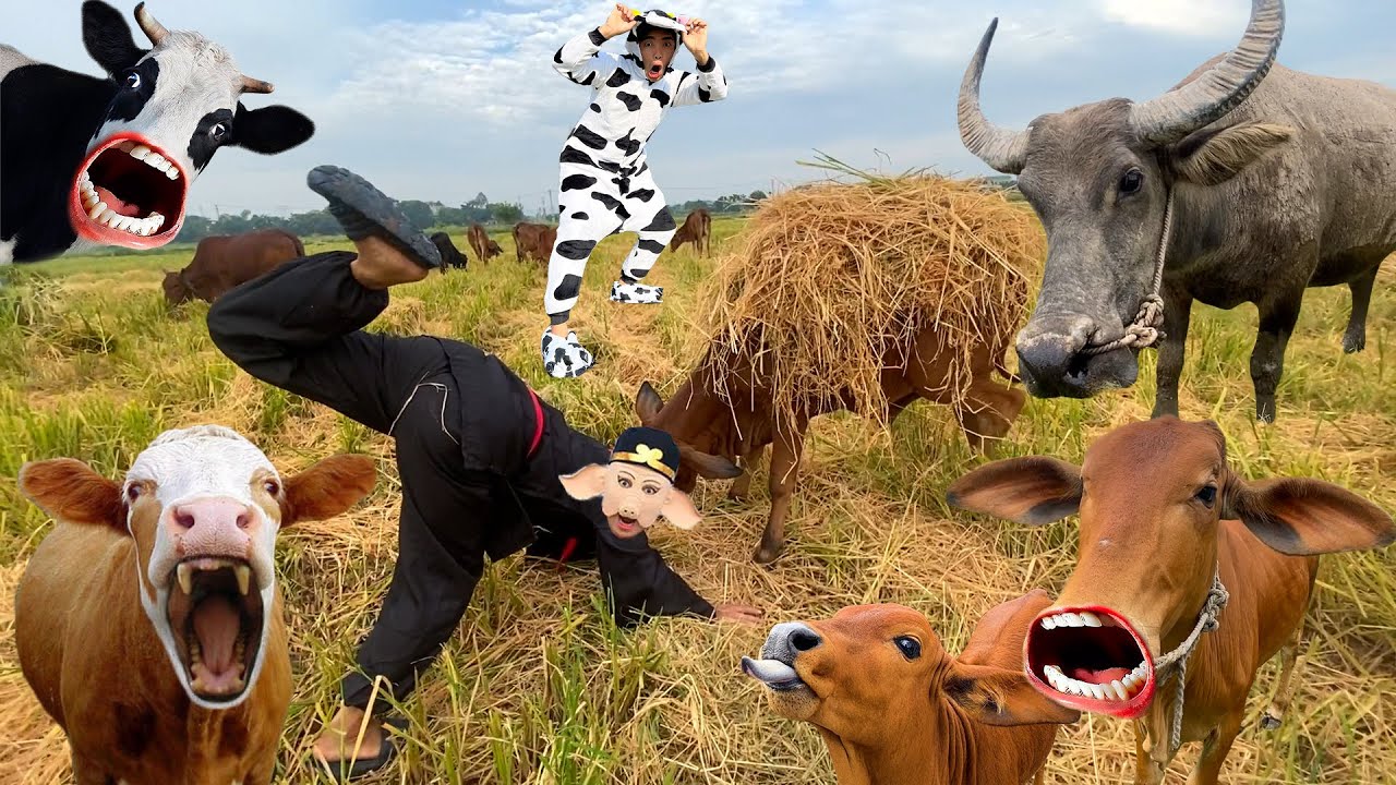 Con Bò, Con Trâu | Tổng Hợp Nhạc Con Bò Sôi Động | Nhạc Con Bò | Bài ...