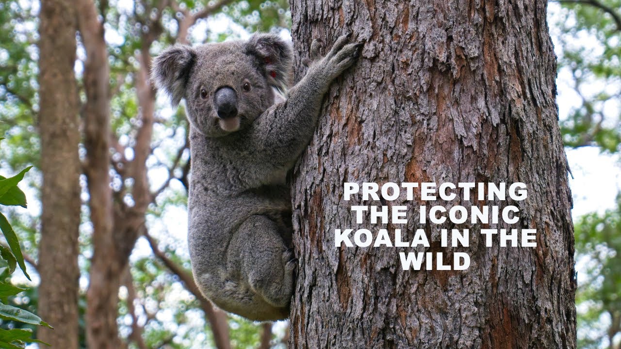The Ceva Wildlife Research Fund - first project helps to protect the ...