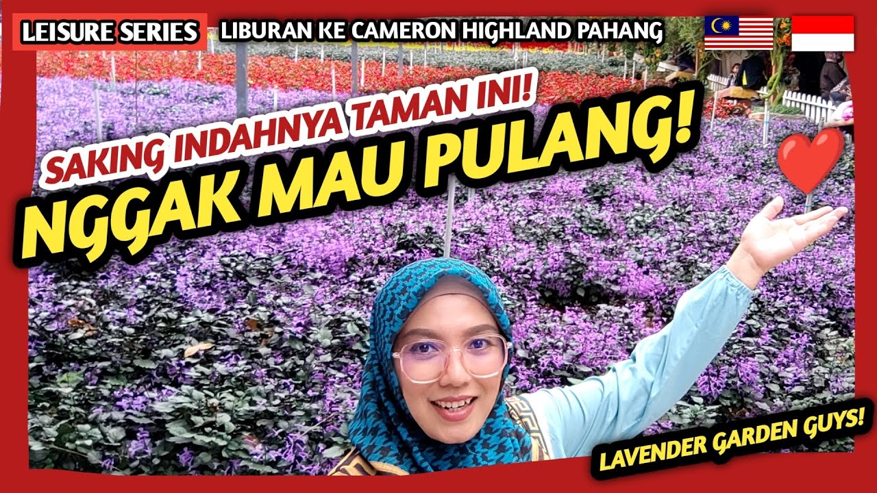 🇲🇾🇮🇩 TAMAN LAVENDER PENUH BUNGA WARNA WARNI BAK SURGA DUNIA ‼️Bisa Foto ...