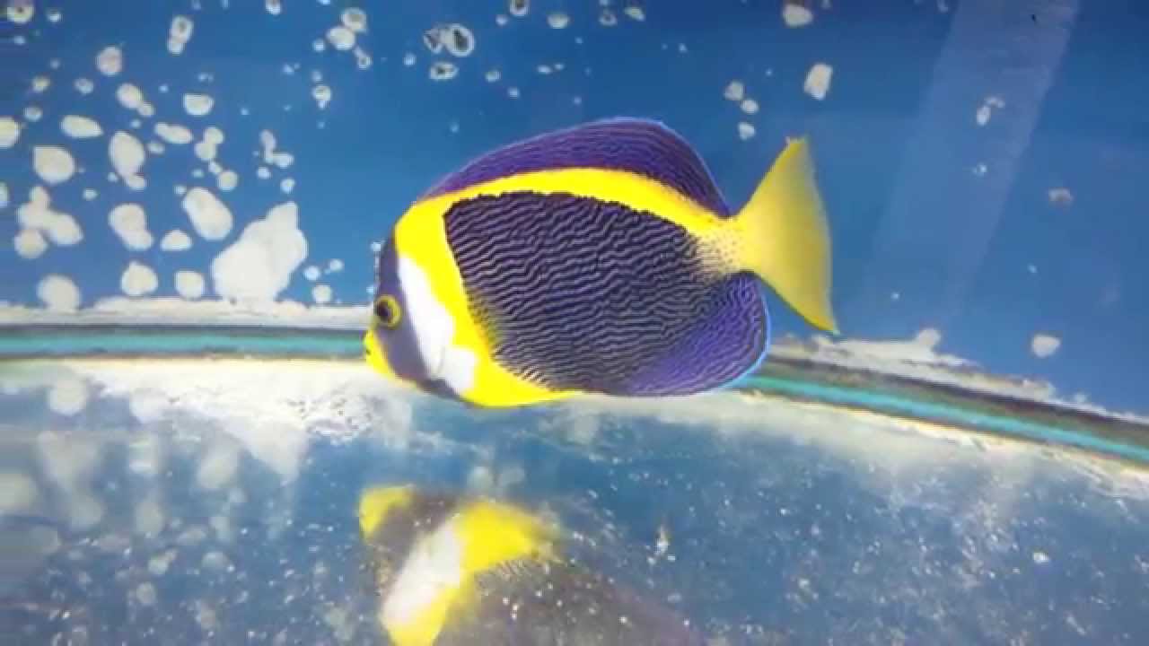 Scribbled Angel (male) $549 - Aussie - YouTube