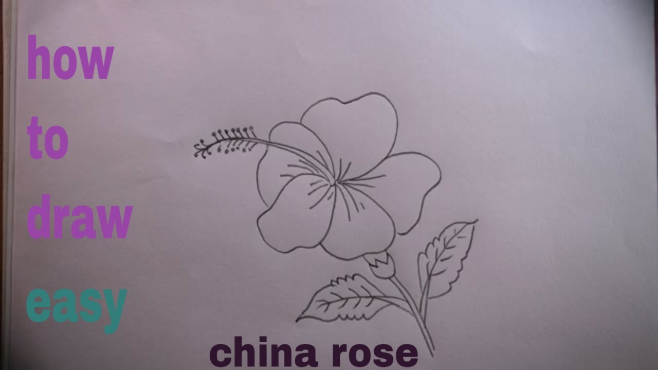 how to draw china rose easy/draw hibiscus easy - YouTube