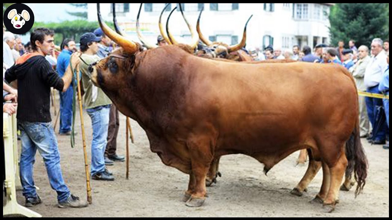 How Farmers Raise Giant Cows - The Largest Bulls In The World - YouTube