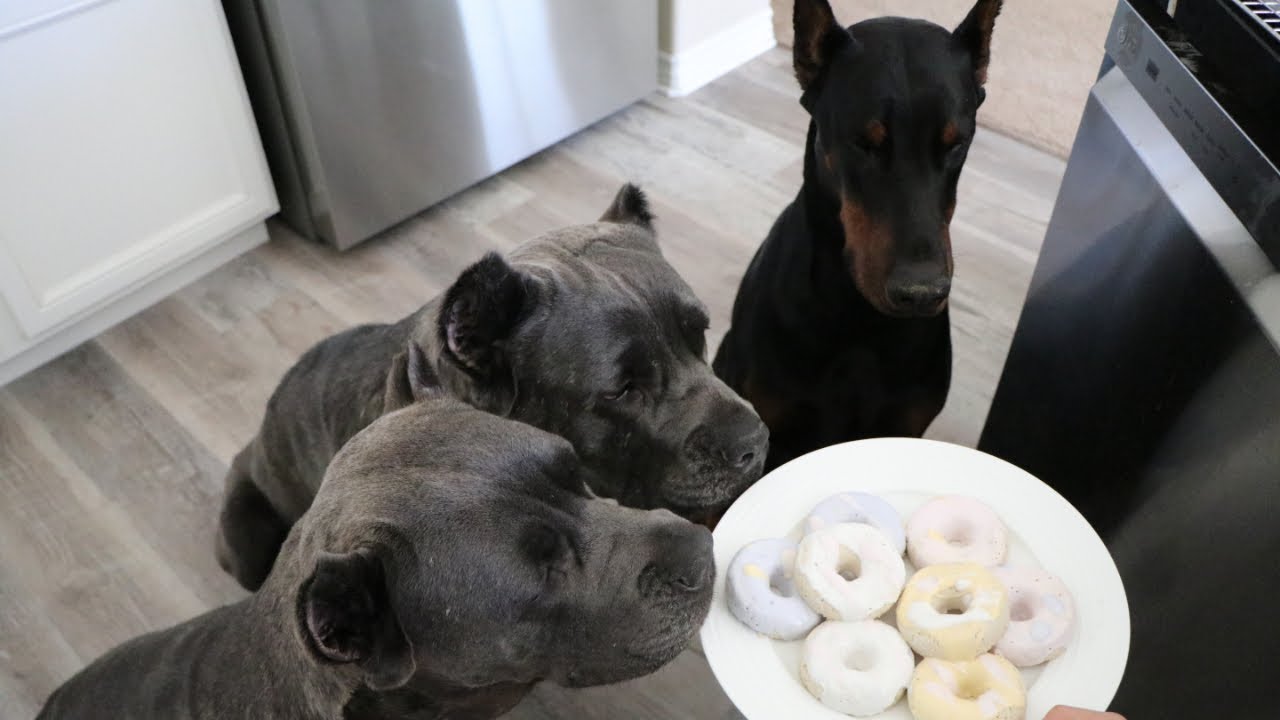 DIY Dog Treat | Donuts 🍩 - YouTube