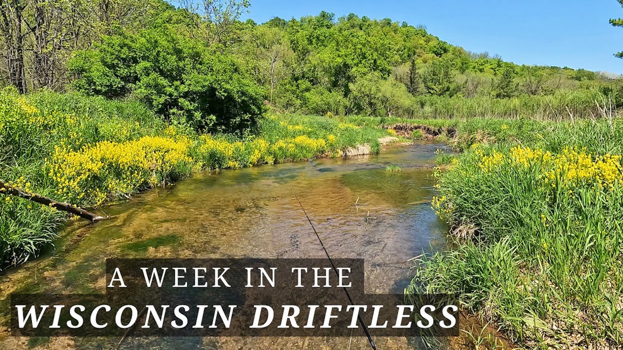 Fly Fishing for Gorgeous Wild Browns of the Wisconsin Driftless - A ...