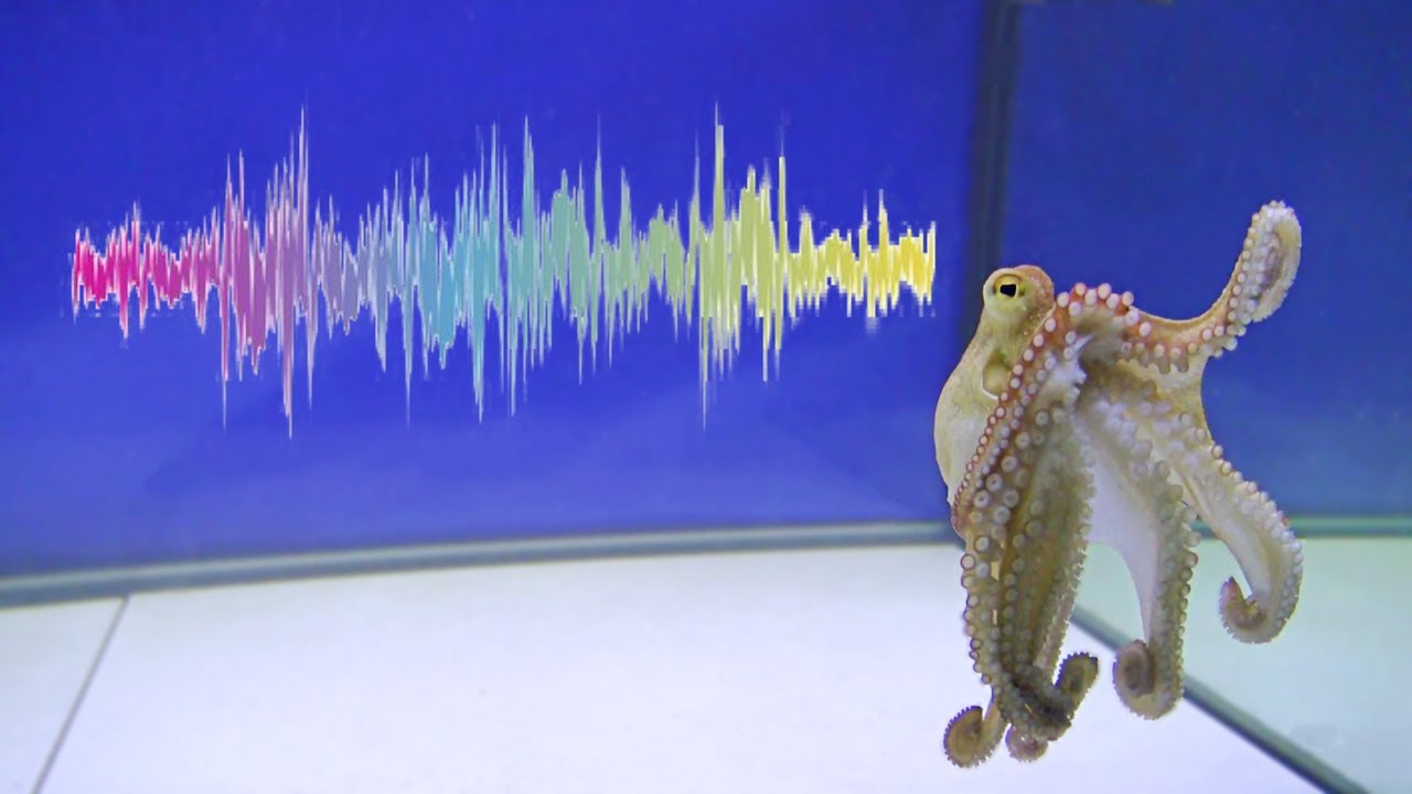 Octopus Hearing Test - Can Octopuses Hear or Are They Deaf? - YouTube