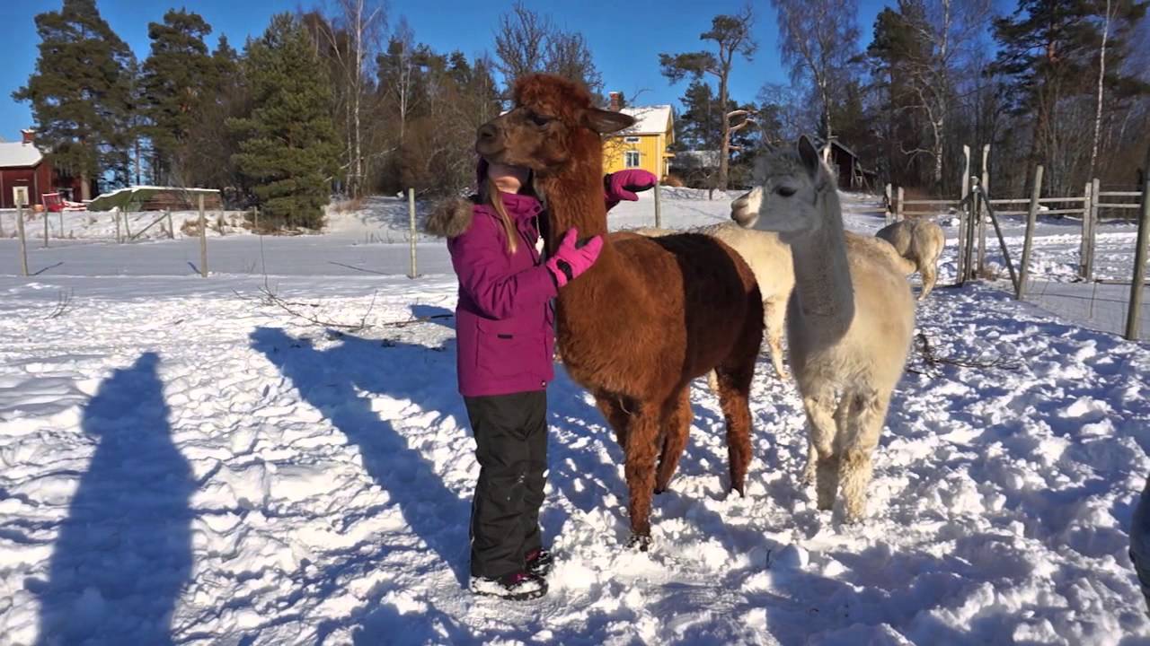 Alpackakramar / Alpaca hugs - YouTube