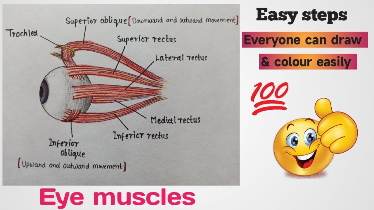 How to draw eye muscles | Extraocular muscles | Easy diagram | Eye ...