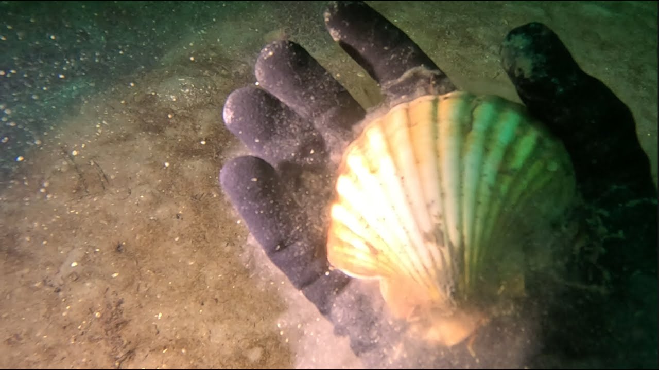 Scallop Diving - Port Phillip Bay - YouTube