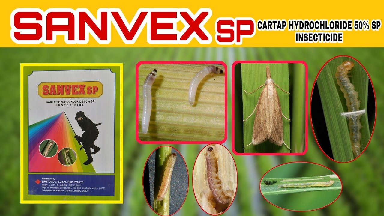 Sanvex SP Uses | Cartap Hydrochloride 50%SP | Stemborer & Leaffolder ...