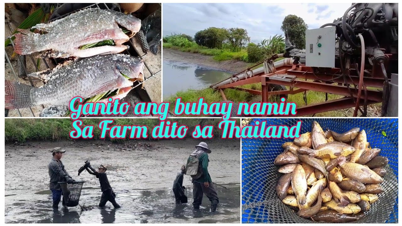 Buhay magsasaka sa Thailand mahirap nga ba?||Makabagong teknolohiya ...