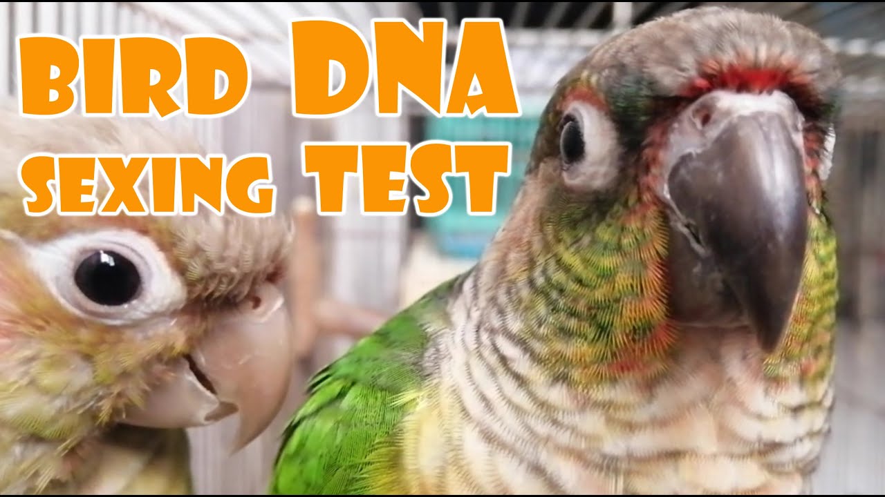 BIRD DNA SEXING TEST | PAG GENDER NG IBON SA PAAMAGITAN NG DNA TEST ...