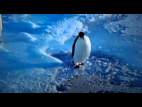 Penguin fail #2 - YouTube