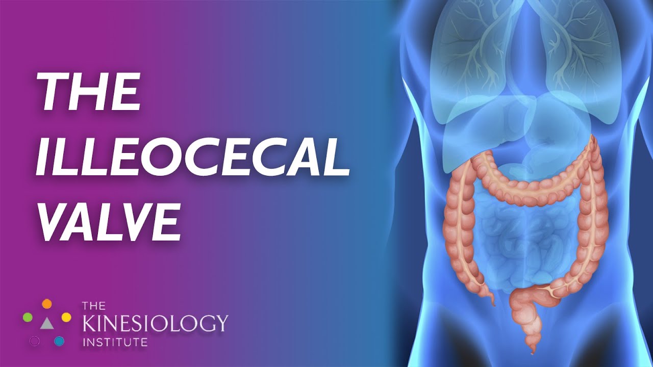 The Illeocecal Valve | Fundamental Kinesiology - YouTube