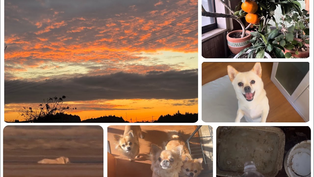 251221 ご飯の時間だMeal time綺麗になった水入れWater bawl is clean オレンジの朝Orange morning ...