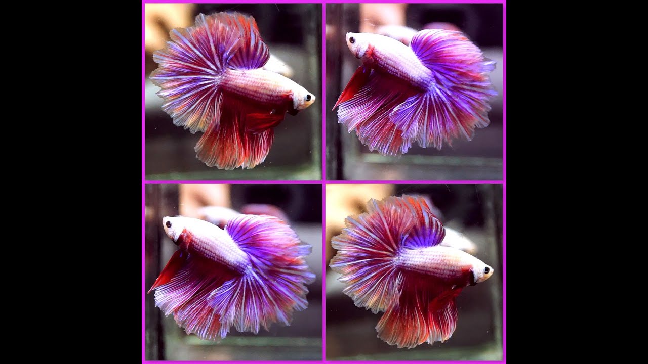 Betta Fish MAGENTA PURPLE DRAGON Rosetail Halfmoon Male T209 - YouTube