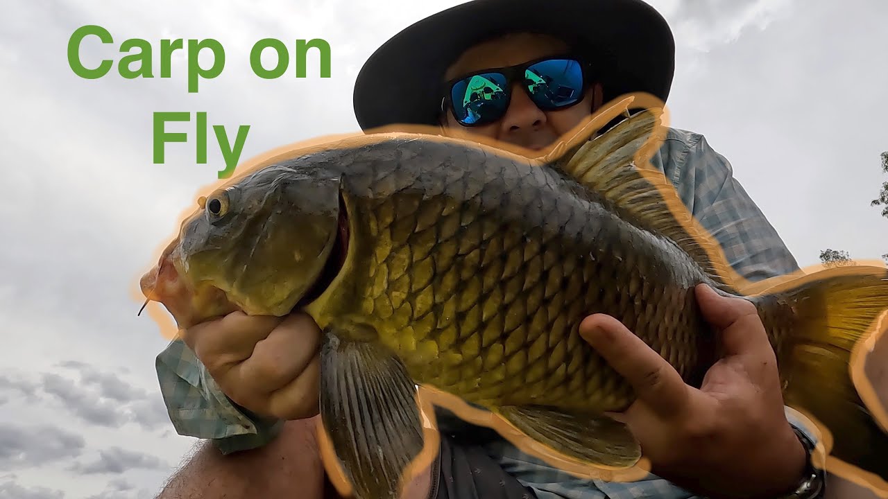 Carp on Fly ! Amazing fighting fish! - YouTube