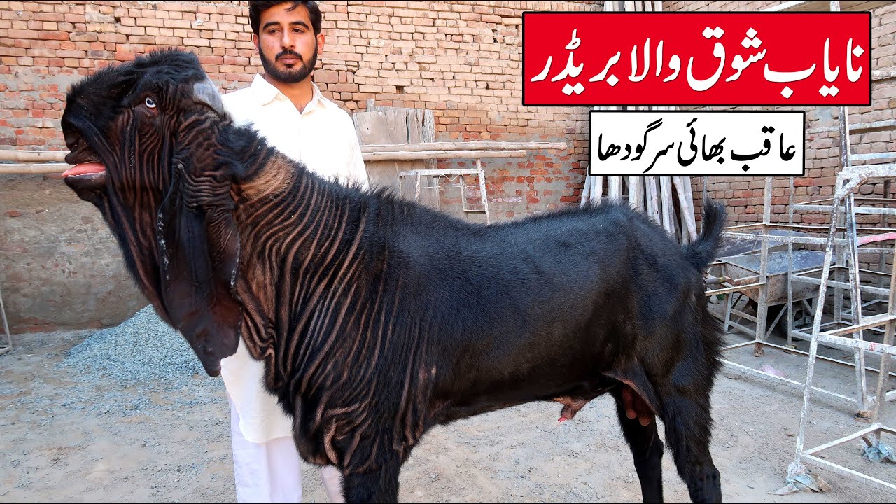 Most Beautiful Breeder Goat Of The World Aqib Bhai Sargodha 2024 - YouTube