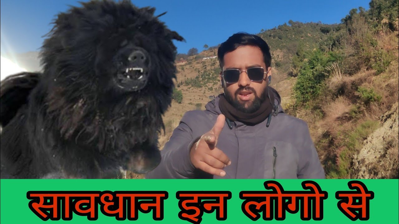 भोटिया डॉग संरक्षक bhotia dog , gaddi dog , Himalayan sheepdog ...