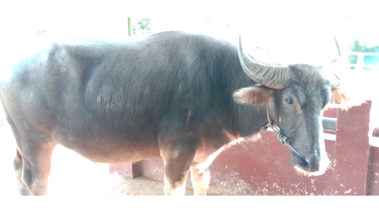 Blusukan Pasar Hewan Kudus || Lihat Kebo Terbaru - 14-05-2020 - YouTube