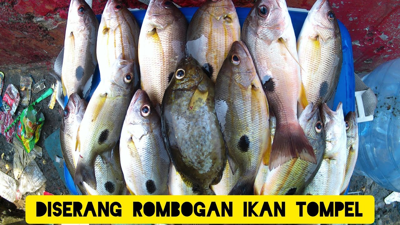 mancing ikan tompel di sepot ini bikin ketagihann bosku😀😂 - YouTube