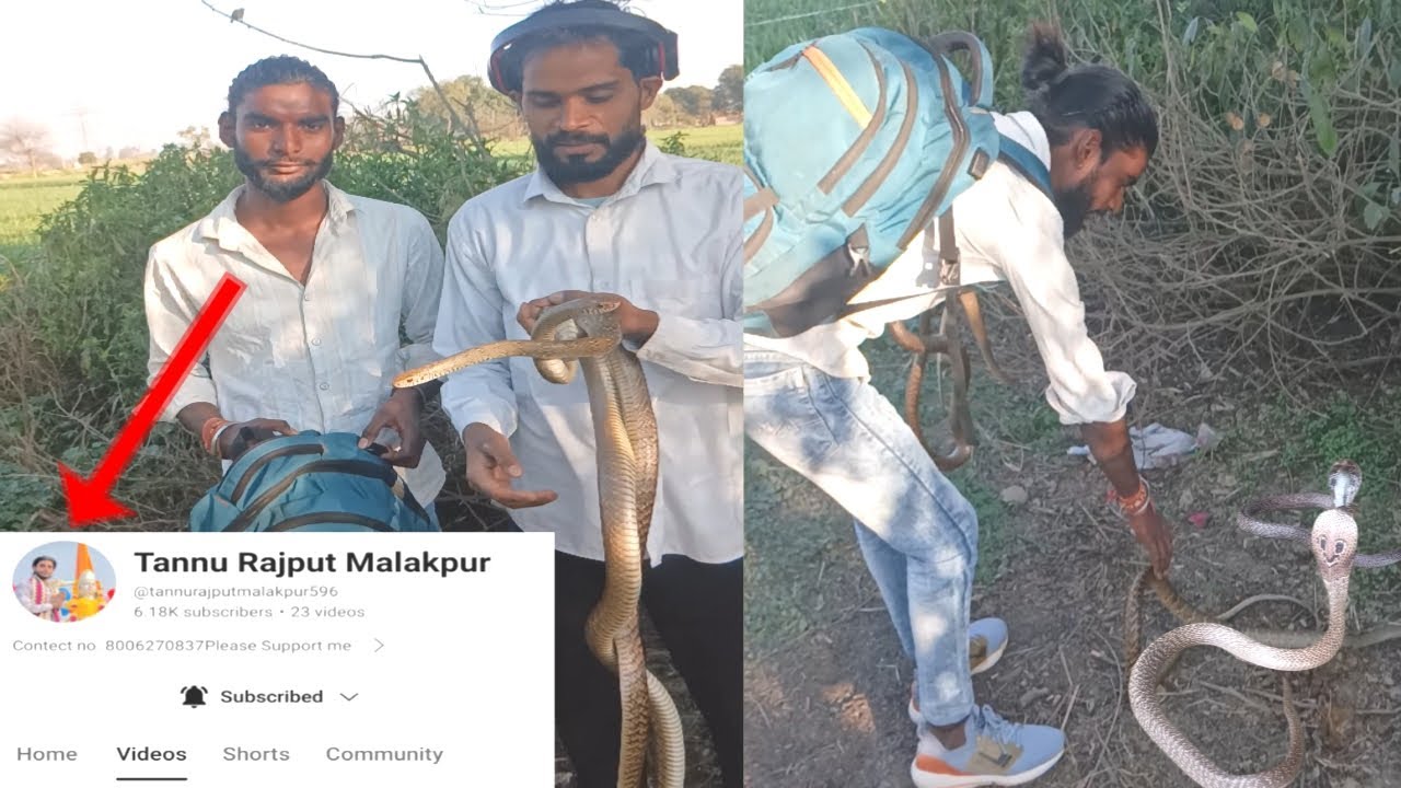 snake catching video. with my friendsTannu Rajput Malakpur. - YouTube