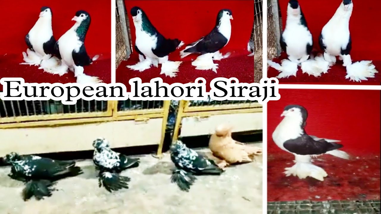 EUROPEAN LAHORI 🤭 SIRAJI CONFIRM BREEDING PAIR FOR SALE IN GWALIOR MP ...
