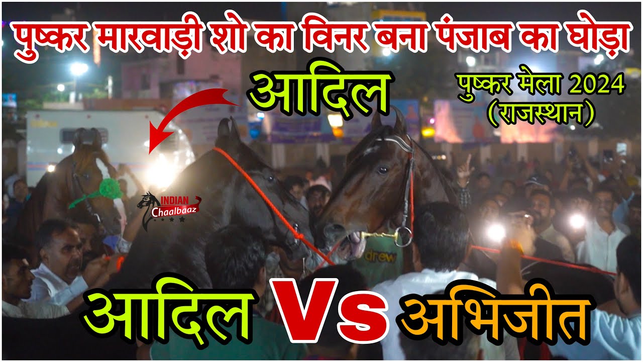 पुष्कर Stallion मारवाड़ी शो का विनर बना पंजाब का घोड़ा आदिल #PushkarMela2024 - YouTube